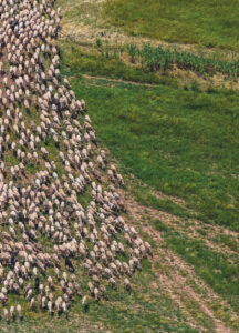 Australia – Hassad Food