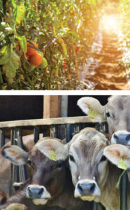 Other Investments – Hassad Food